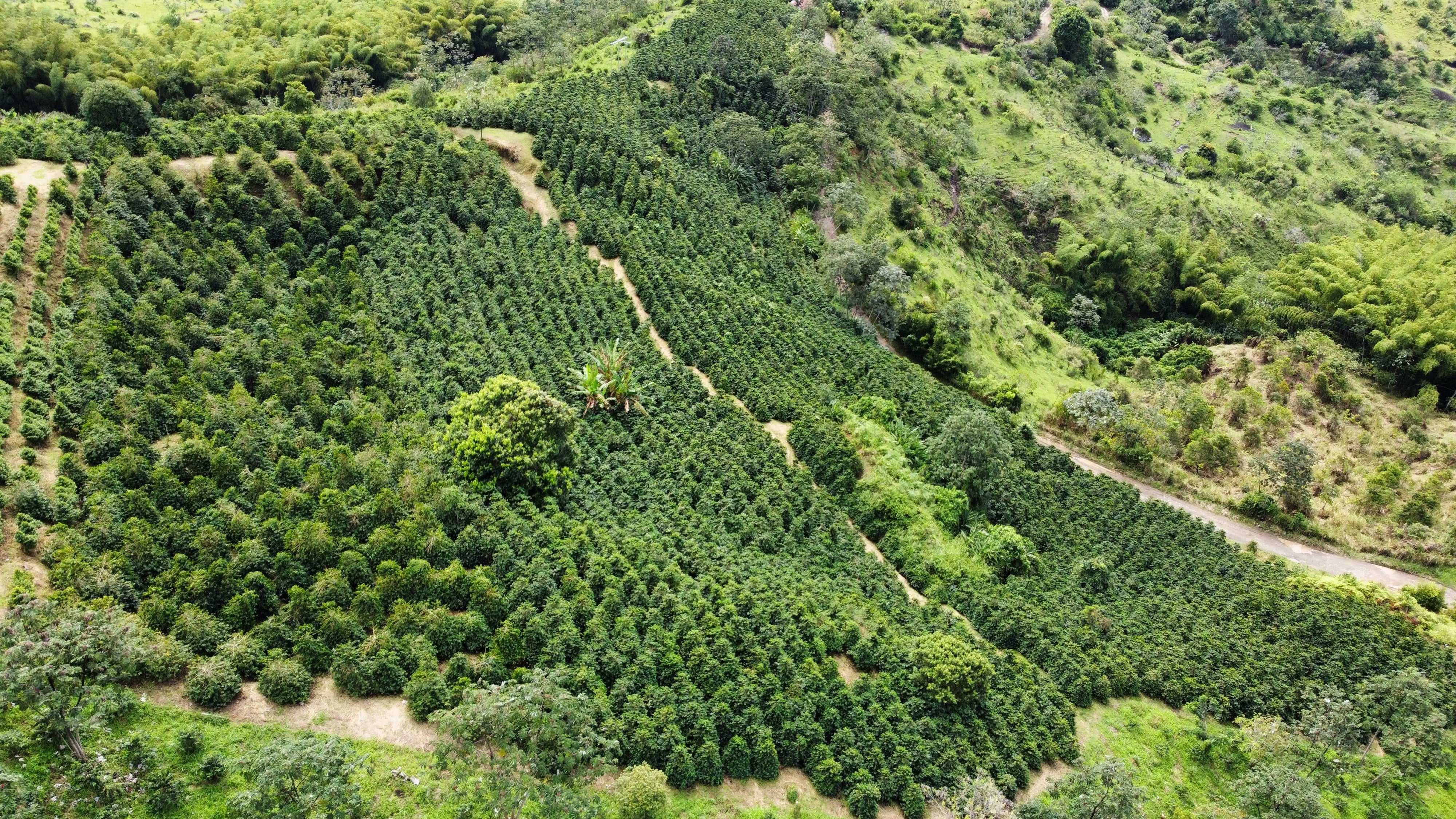 Summer Allocation 2021 - Colombia Java El Edén – Press Coffee Roasters