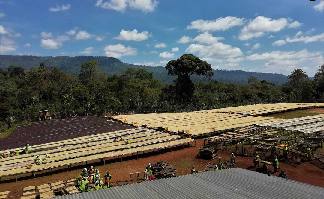 What Is The Coffee Belt And Where Is It Located? | Press Coffee Roasters