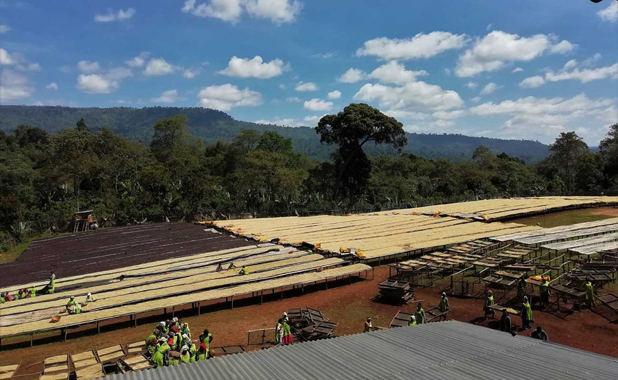 What Is The Coffee Belt And Where Is It Located? | Press Coffee Roasters