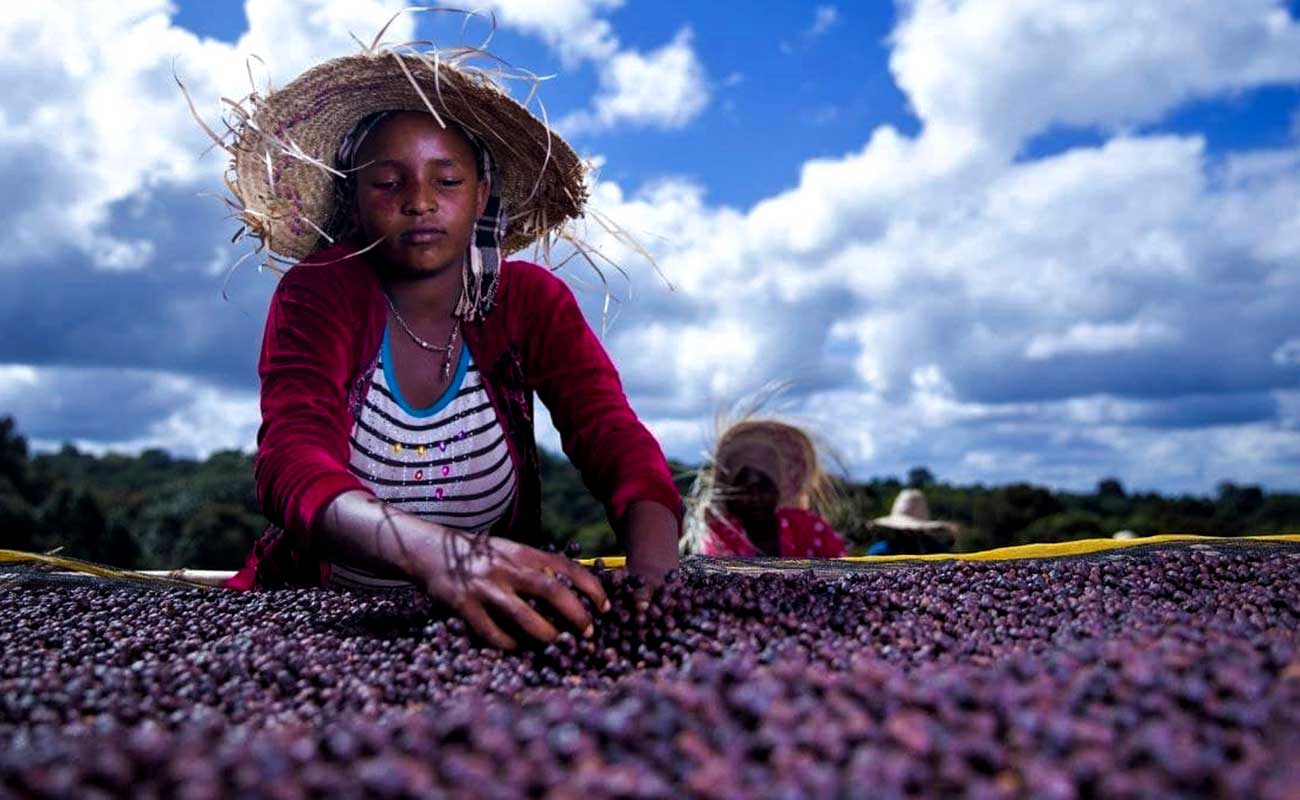 What Is The Coffee Belt And Where Is It Located? | Press Coffee Roasters